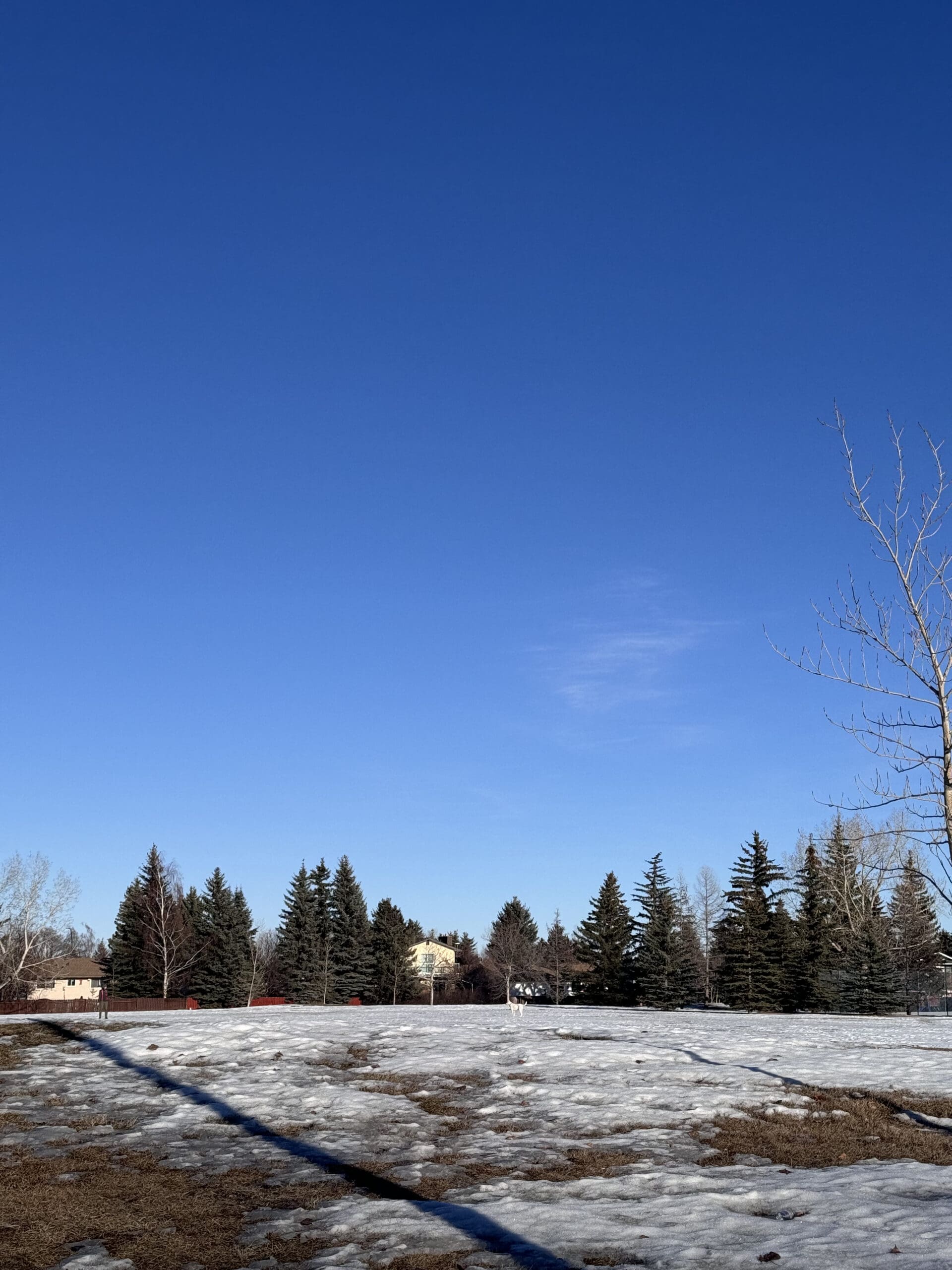 Visit Braeside Dentist - Macleod Trail